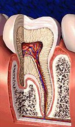 Vorsorge der Zahnarztpraxis Ina Harzdorf